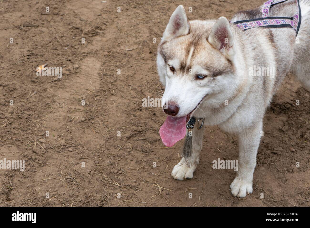 fluffy Siberian husky dog on a walk among nature, spring Stock Photo ...
