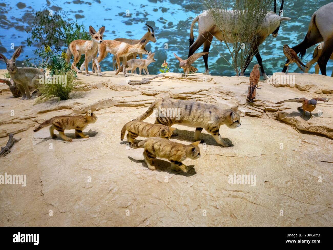 Wildlife gallery in The National Museum of Qatar with Sand Cats (Felis ...
