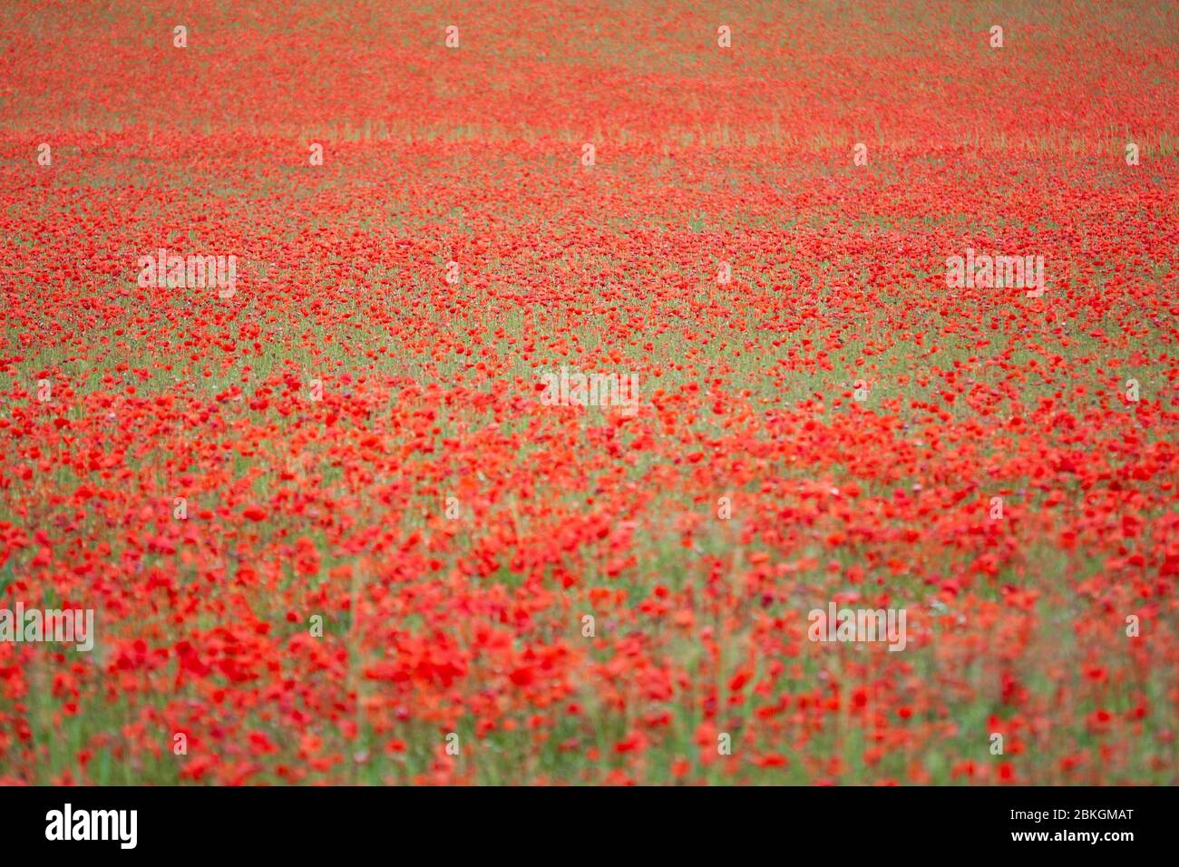 Red poppy field, Worcestershire, England, U.K Stock Photo - Alamy