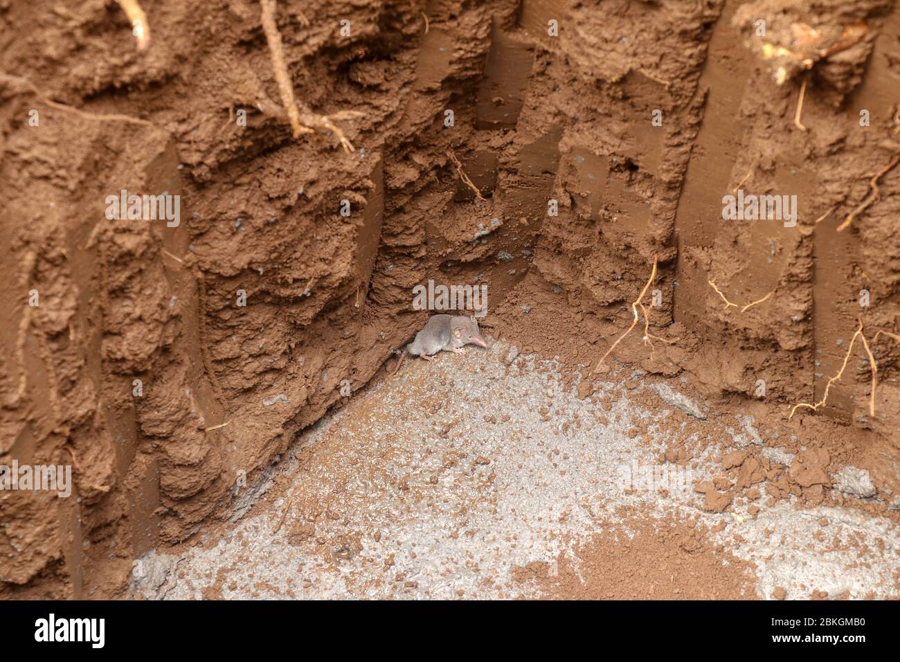 A gray mouse with a long nose stuck in a meter-deep hole with a ...