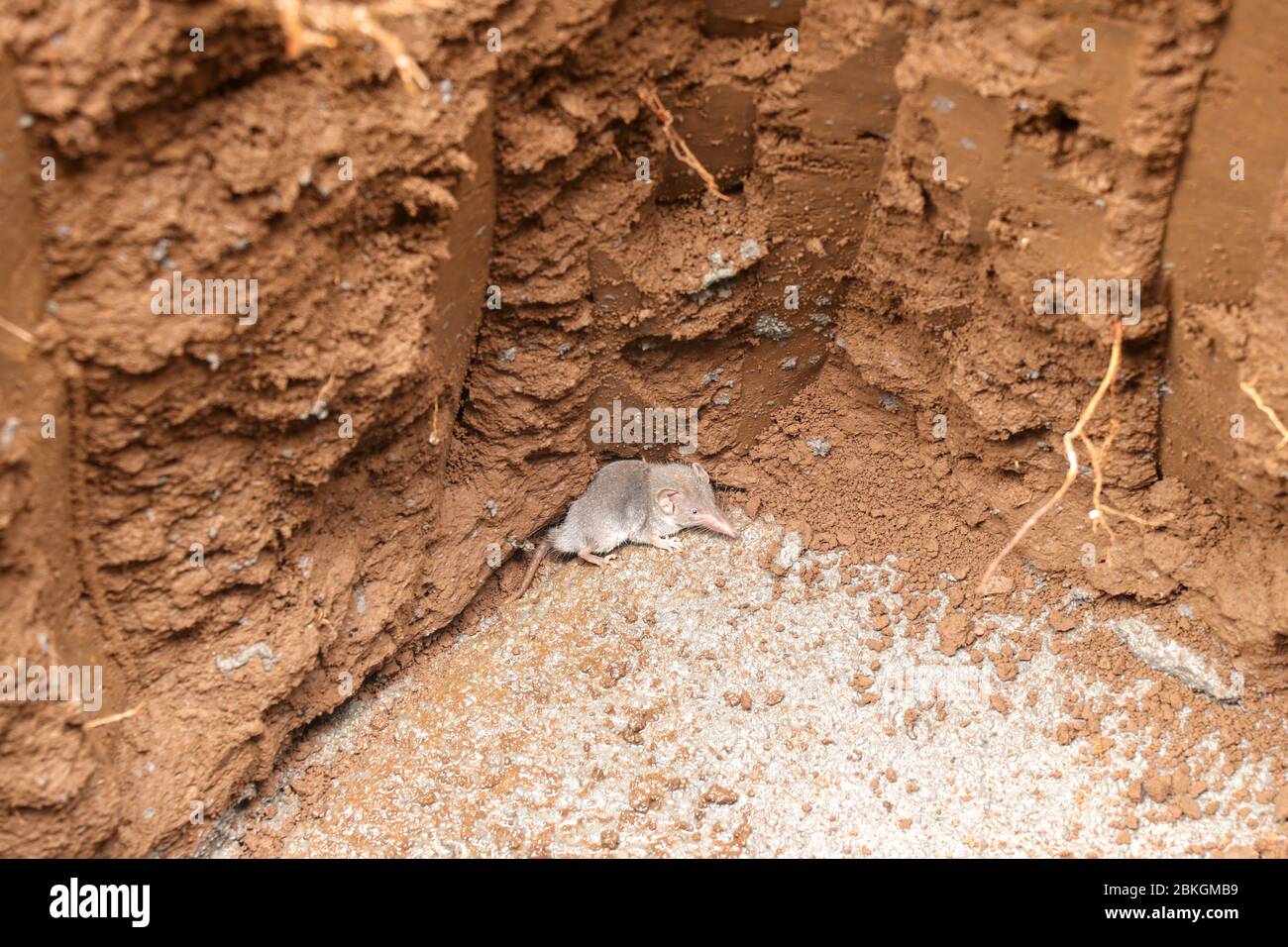 A gray mouse with a long nose stuck in a meter-deep hole with a ...