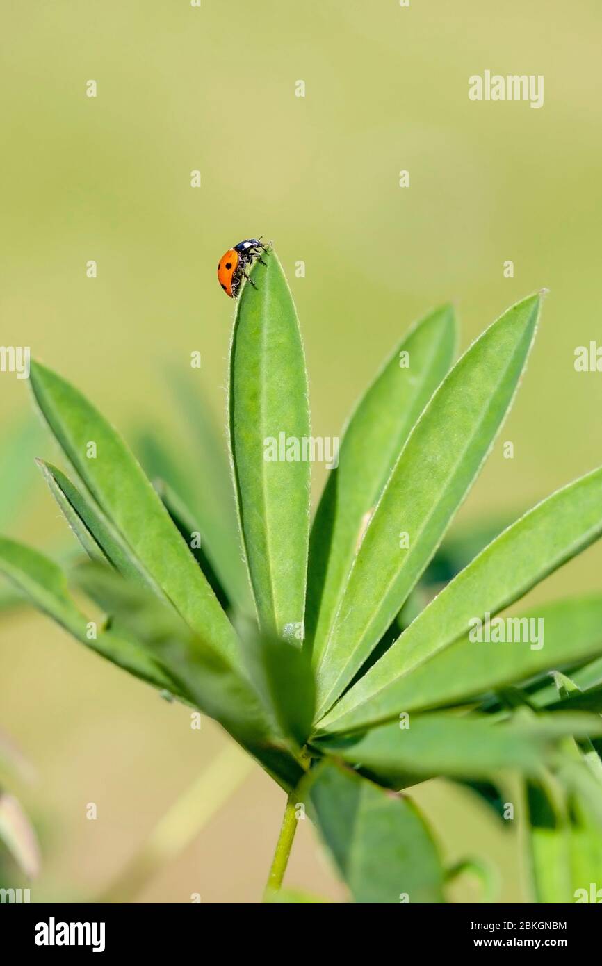 Seven-spot ladybird, Coccinella 7-punctata, climbing the leaf of a ...