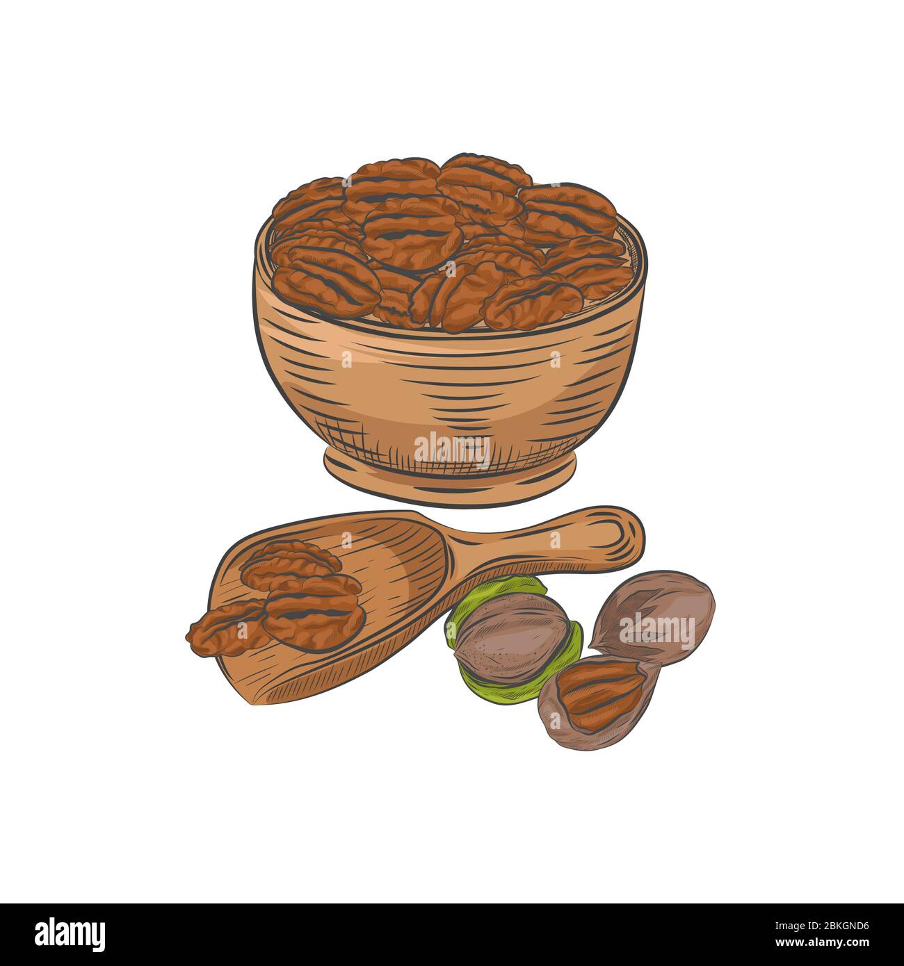 Pecan kernels and nutshells isolated on white background Stock Vector ...