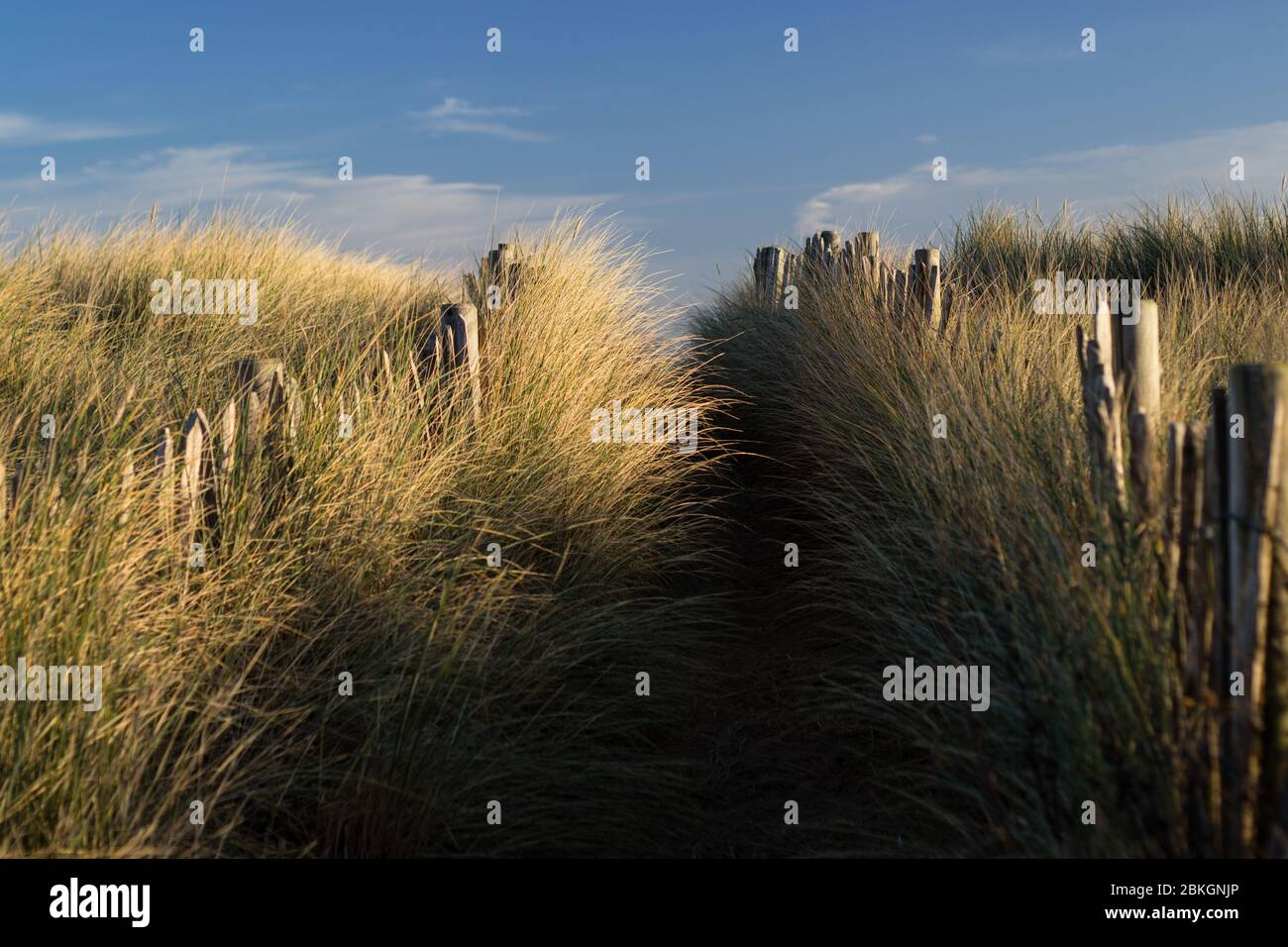 Coastal path though grass leading onto a beach Stock Photo - Alamy