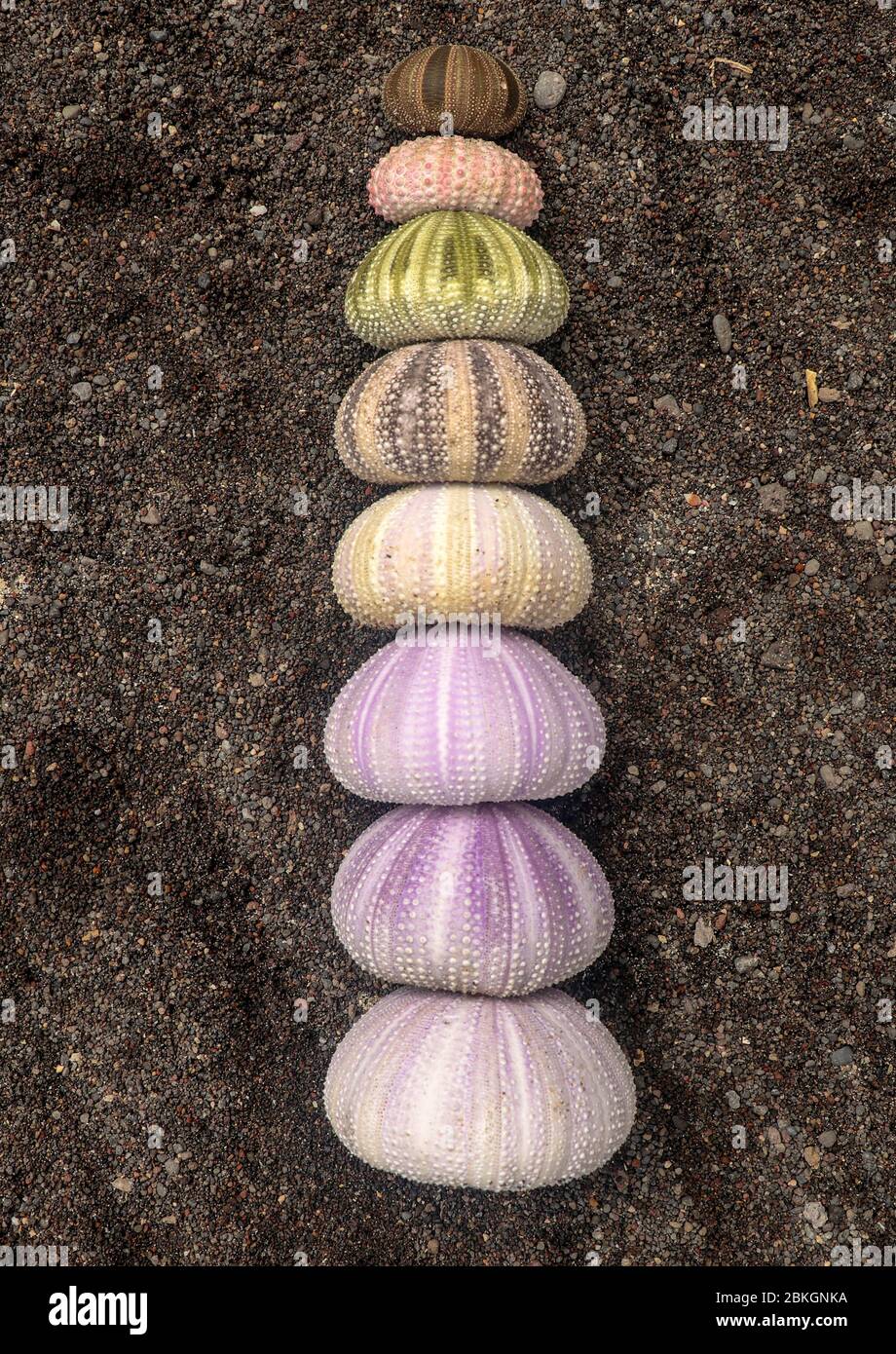 Multicolored sea urchin shells on wet black volcano sand. Variety of ...