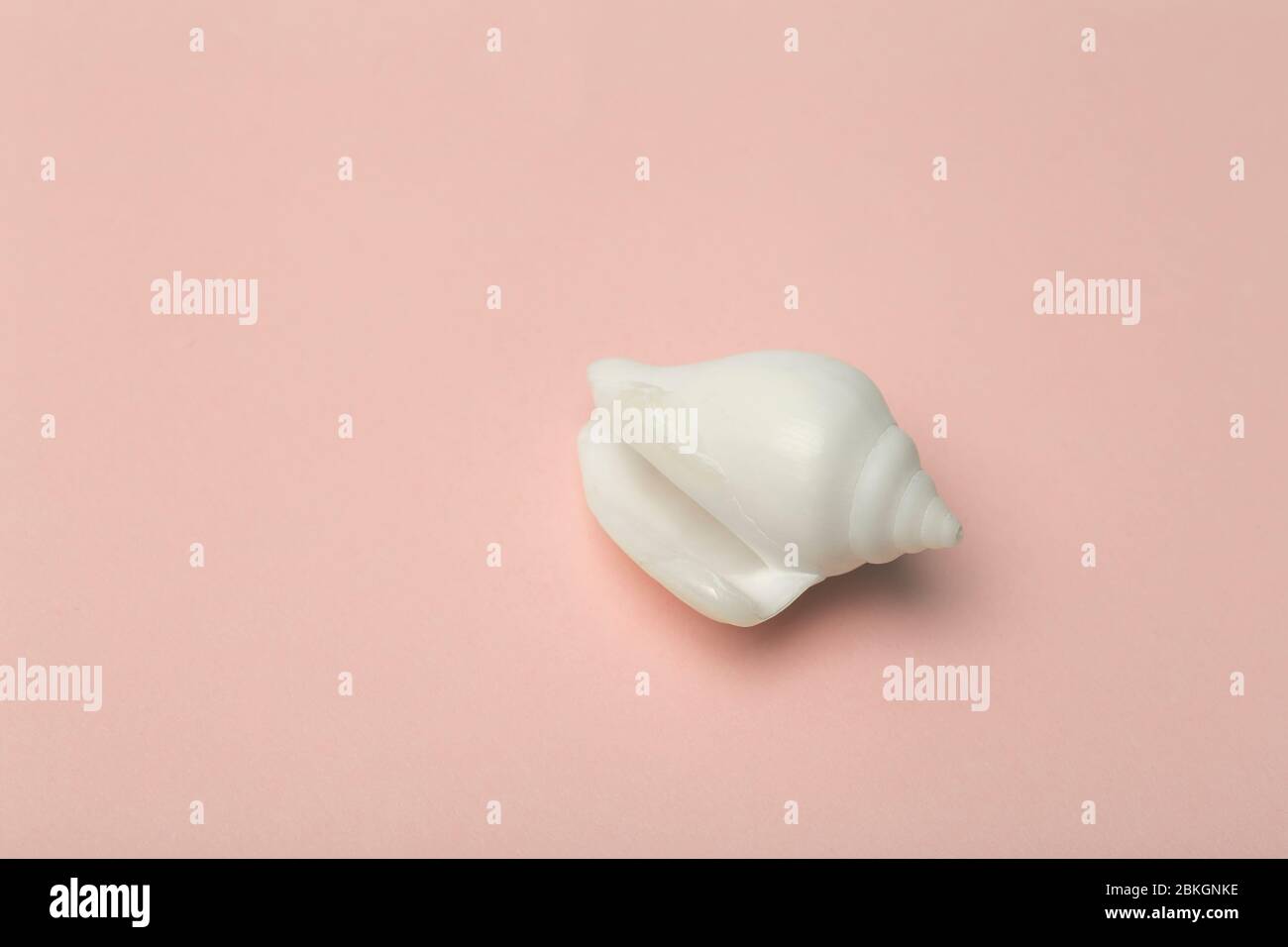 Background pink color with seashells. Sea and ocean background with ...