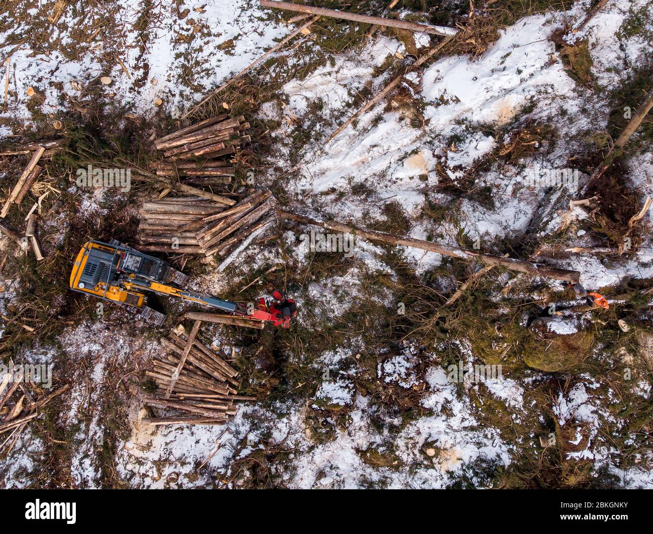 Lumberjack timber with modern harvester working in forest. Top view ...