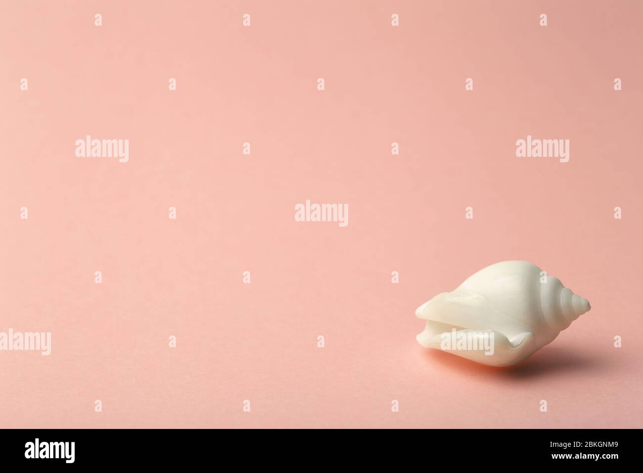 Background pink color with seashells. Sea and ocean background with ...