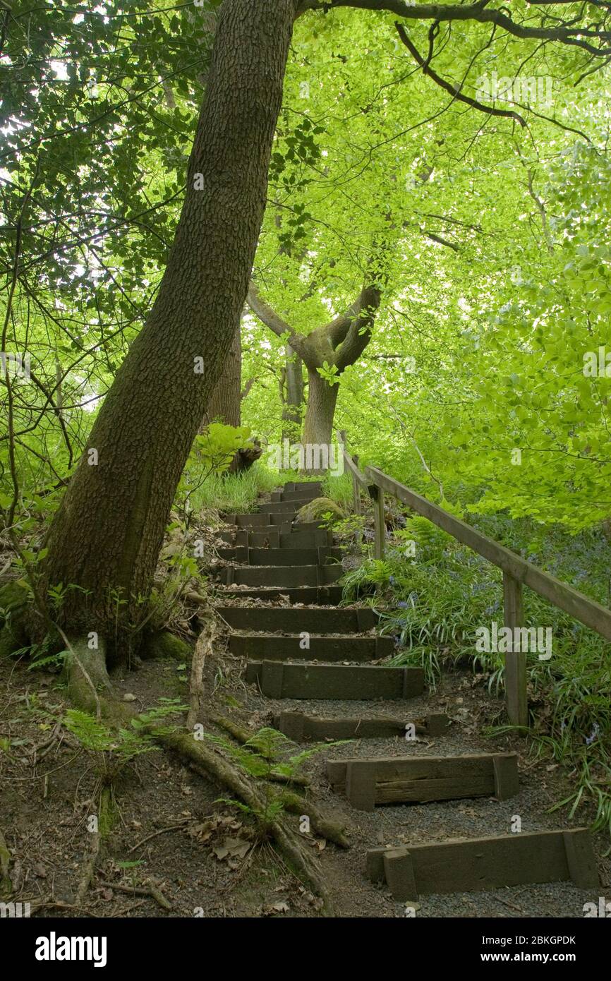 Man made steps leading up to a woodland trail, Stalybridge, Greater ...