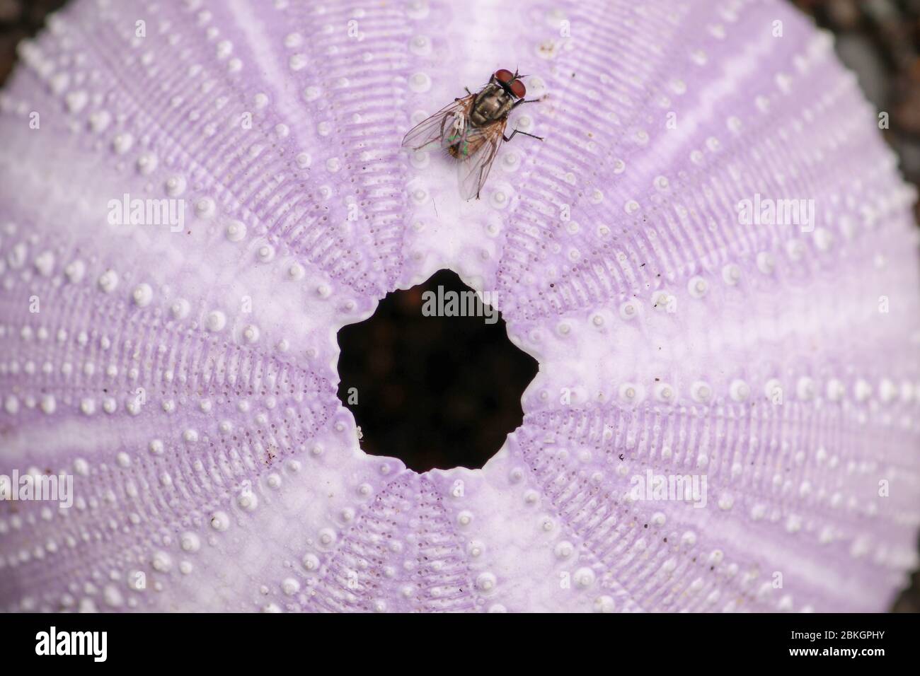 Detail of flies on the violet colored shells on the black background ...
