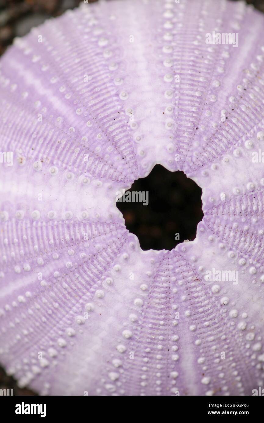Detail of Violet colored Sea urchin shells on the wet sand. Close up of ...
