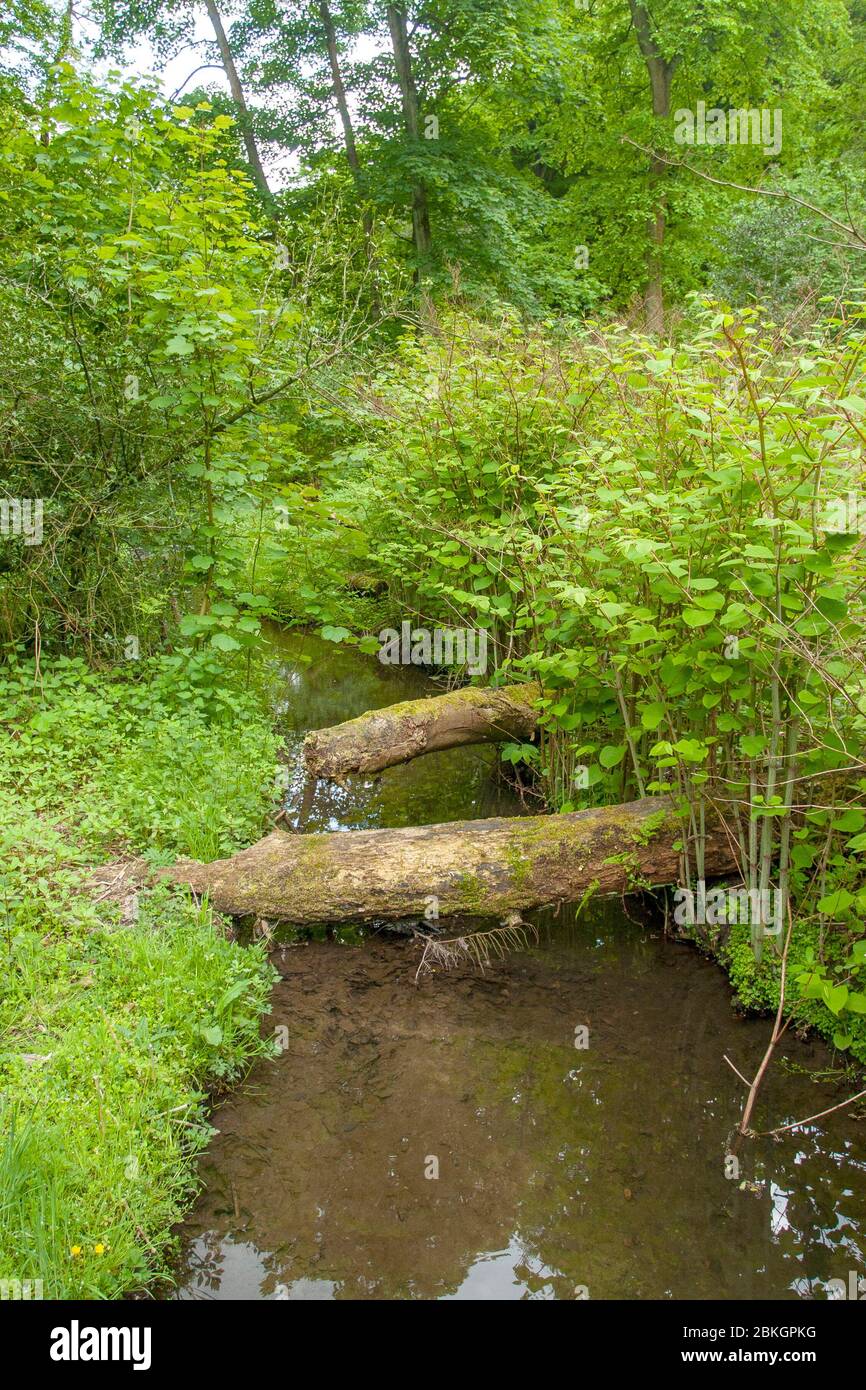 Wooden logs bridging a woodland brook. Stalybridge, greater Manchester ...