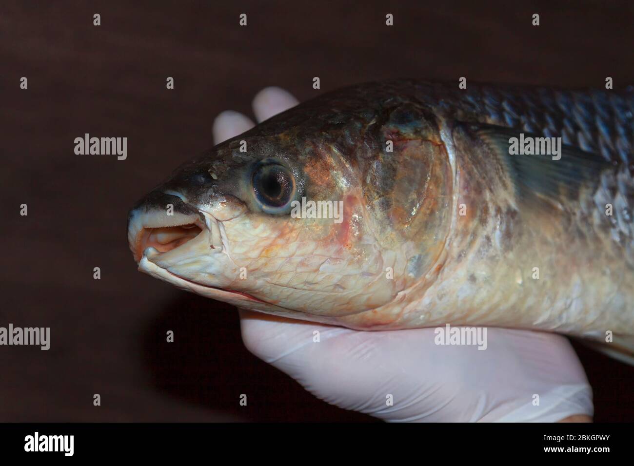 Fresh catched mullet Stock Photo - Alamy