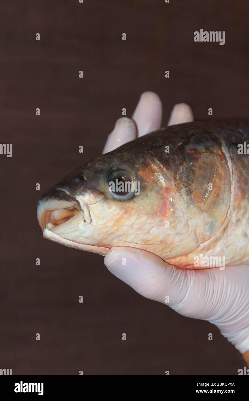 Fresh catched mullet Stock Photo - Alamy
