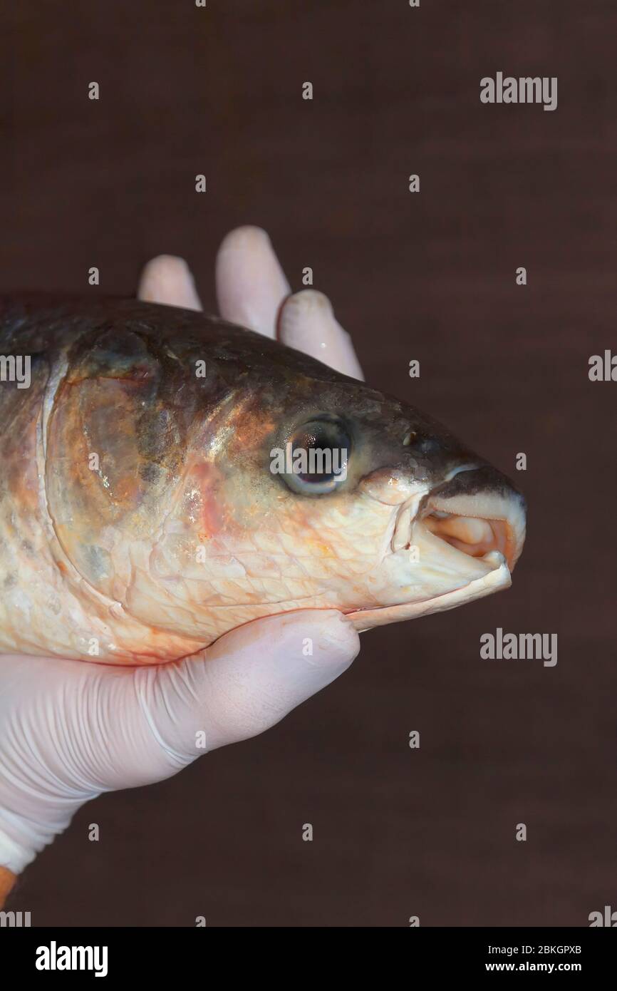 Fresh catched mullet Stock Photo - Alamy