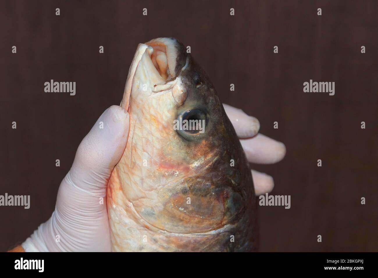 Fresh catched mullet Stock Photo - Alamy