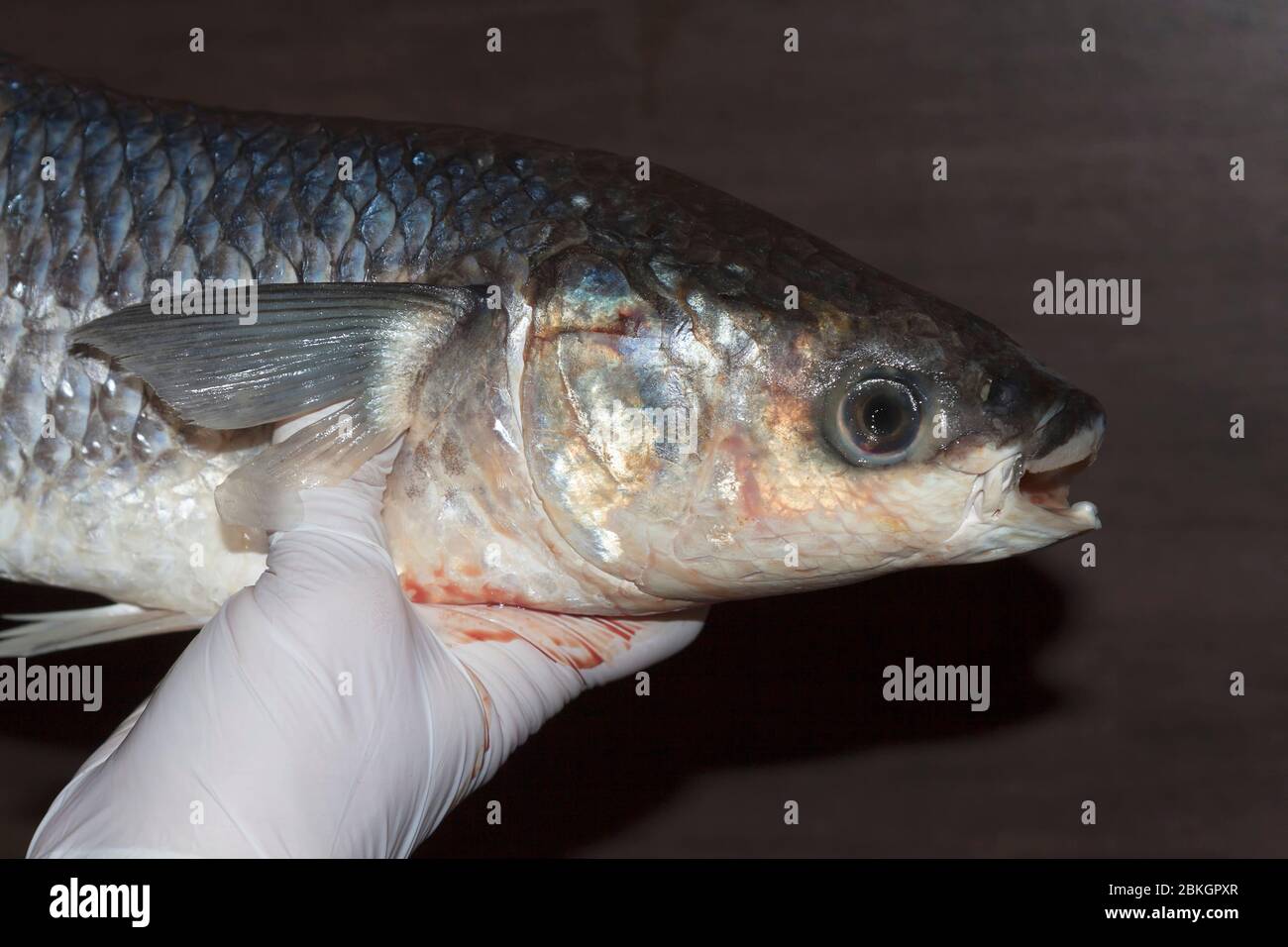 Fresh catched mullet Stock Photo - Alamy