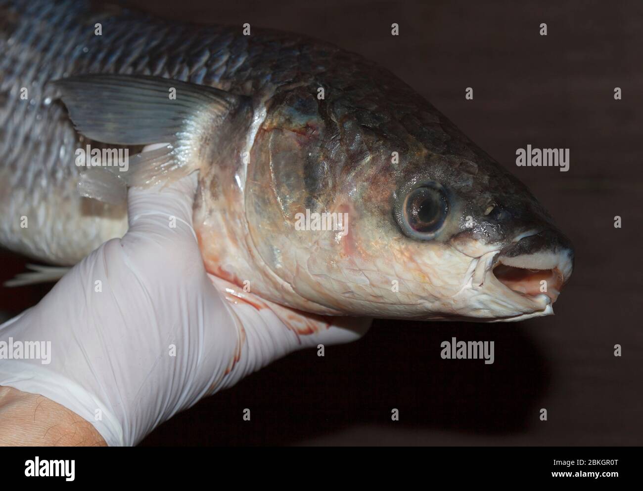 Fresh catched mullet Stock Photo - Alamy