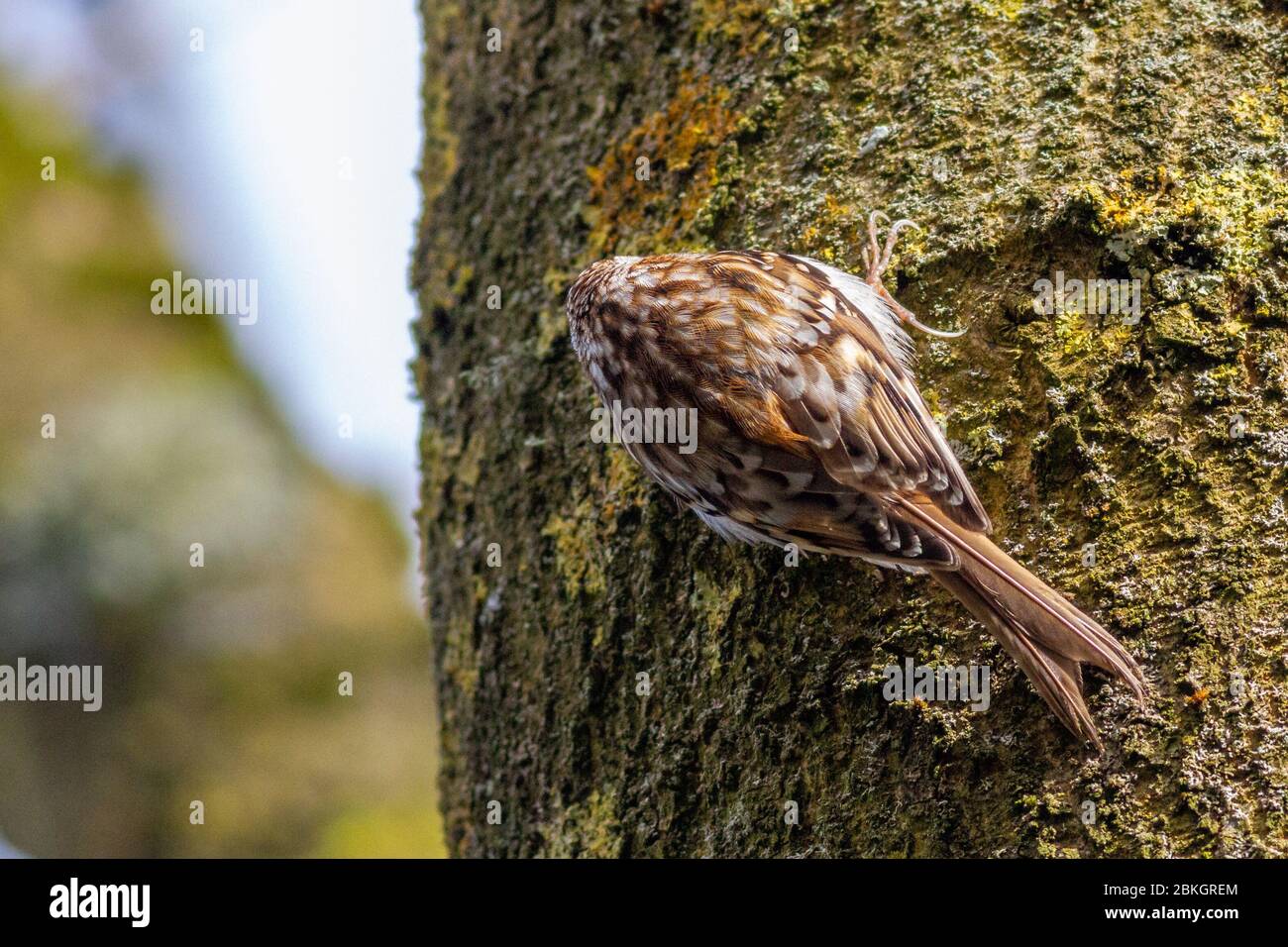 Tree creeper uk hi-res stock photography and images - Alamy