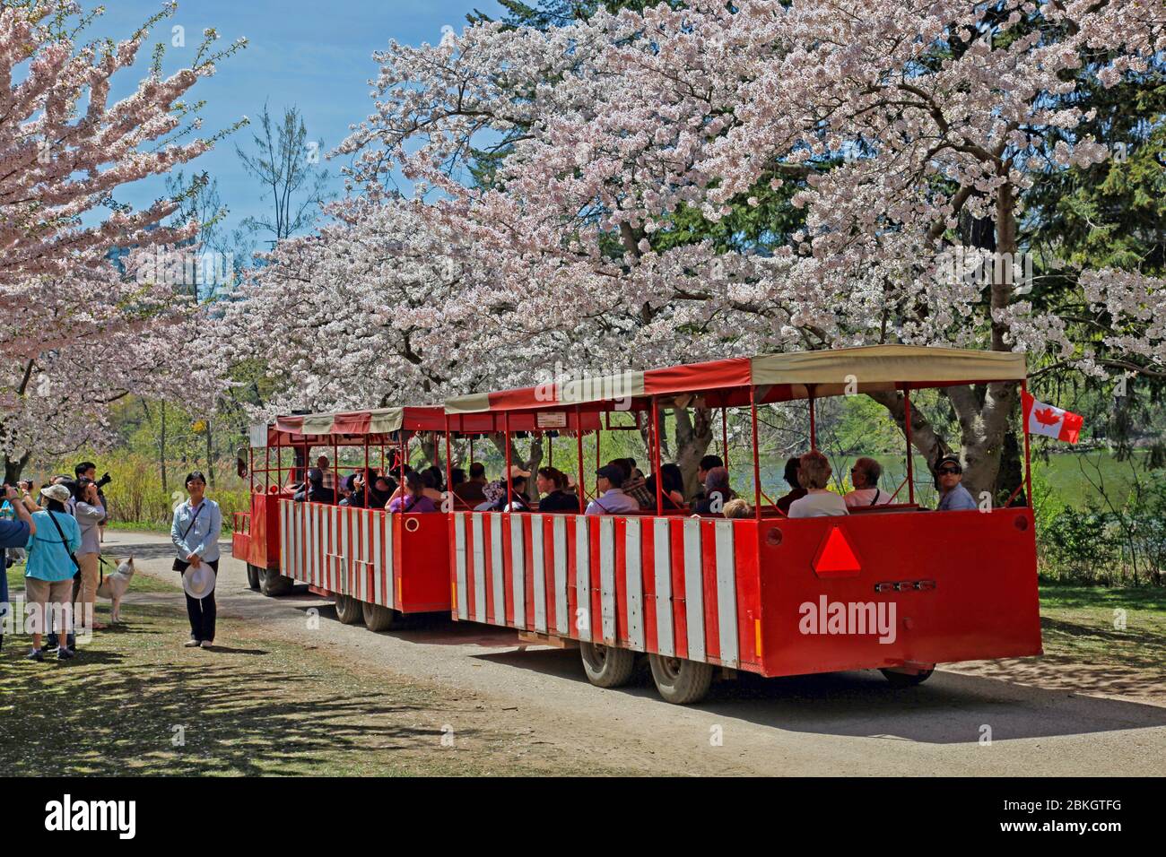 Canada, Ontario, Toronto, High Park, Cherry Blossom trees in full bloom ...