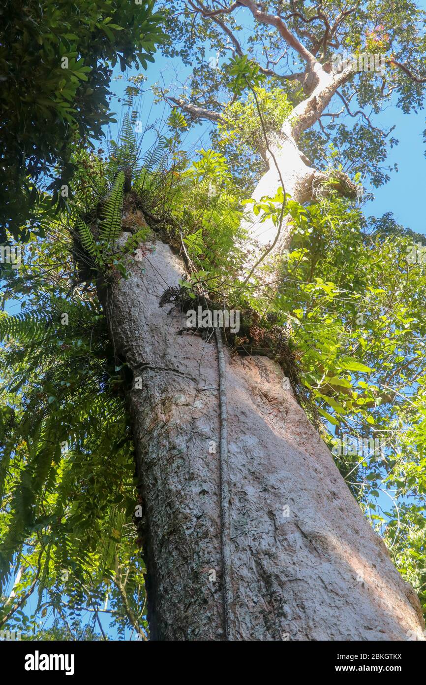 Growing big lianas in jungle hi-res stock photography and images - Alamy