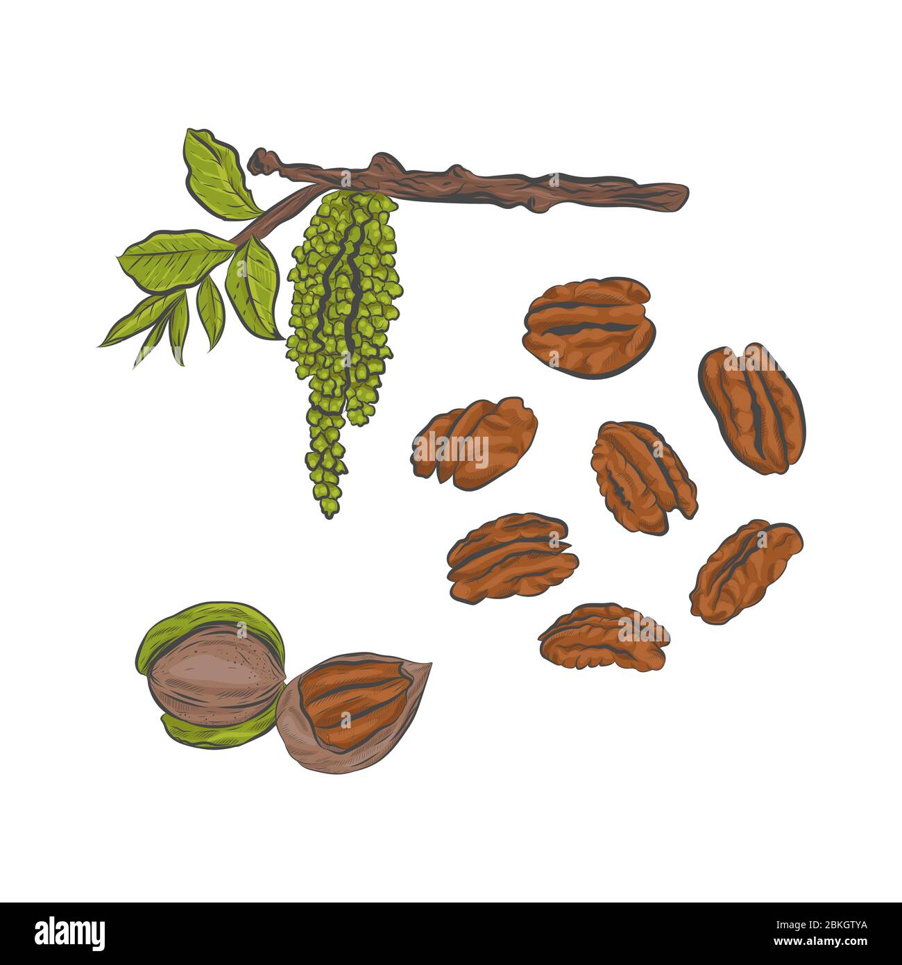 Pecan flowering hi-res stock photography and images - Alamy