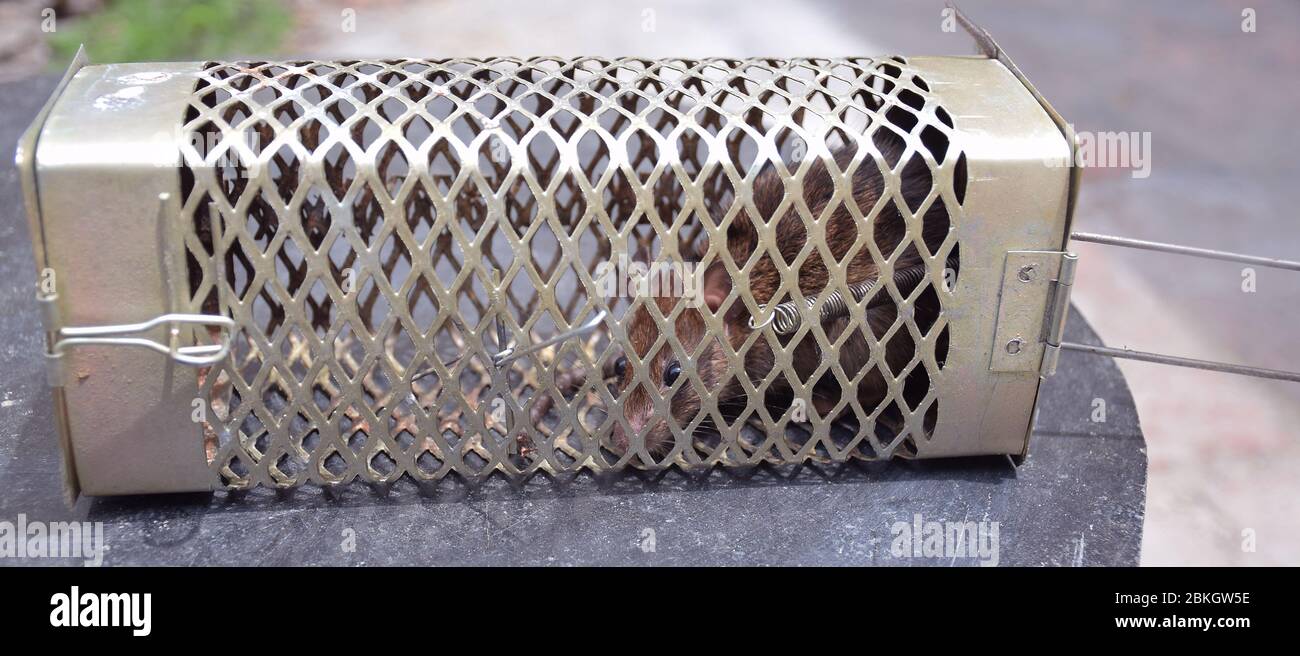 Rat stuck inside a rat trap or Mouse trap Stock Photo - Alamy