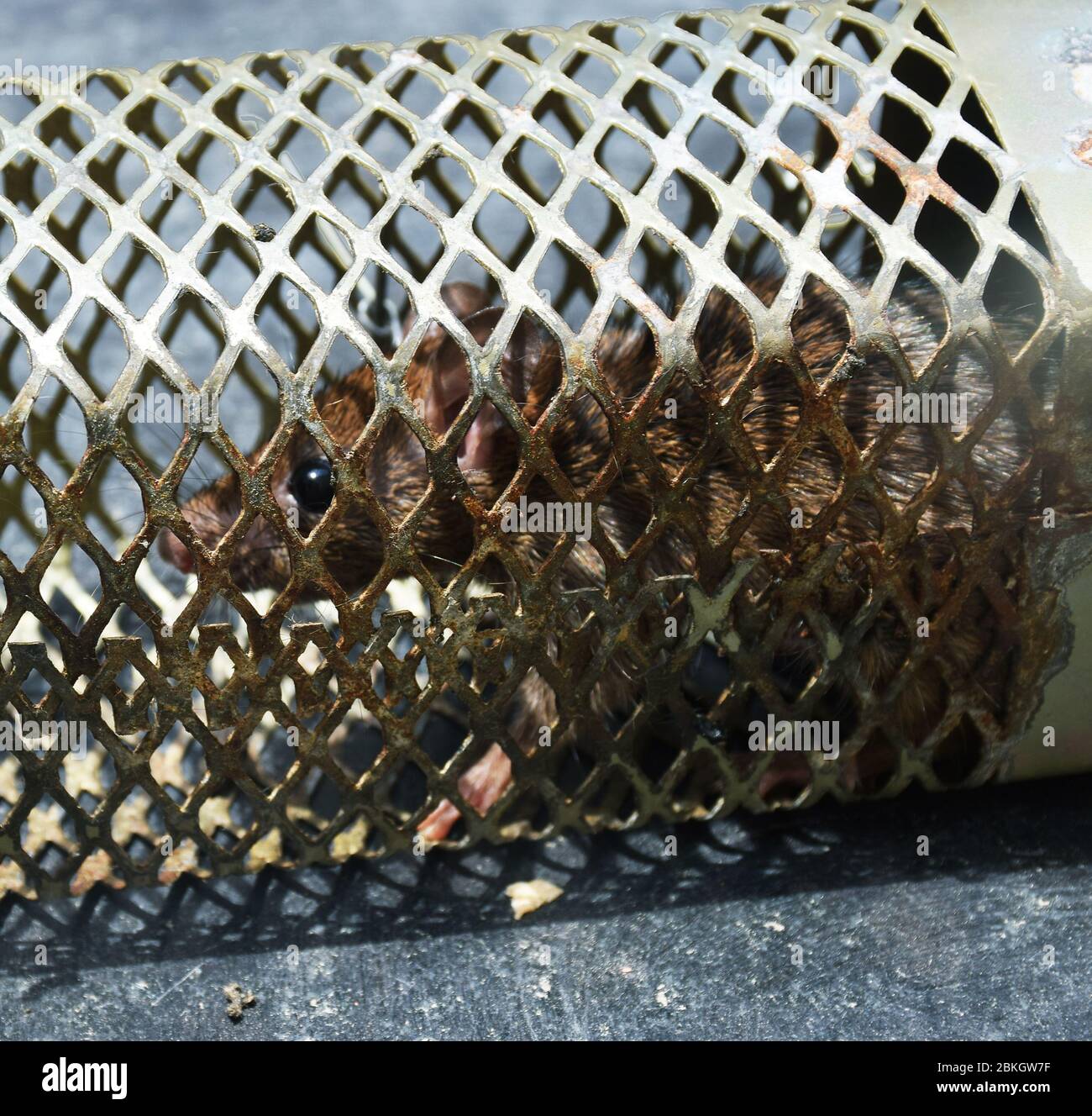 Rat stuck inside a rat trap or Mouse trap Stock Photo - Alamy