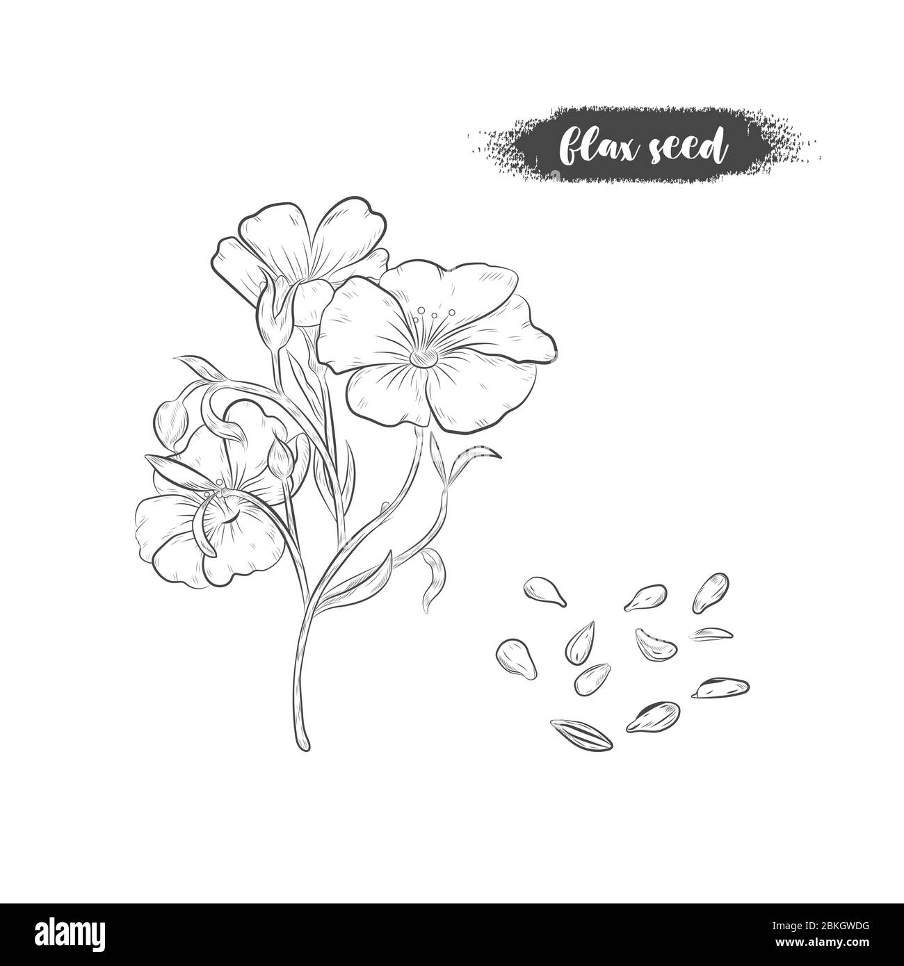 Linseed seed botanical illustration hi-res stock photography and images ...