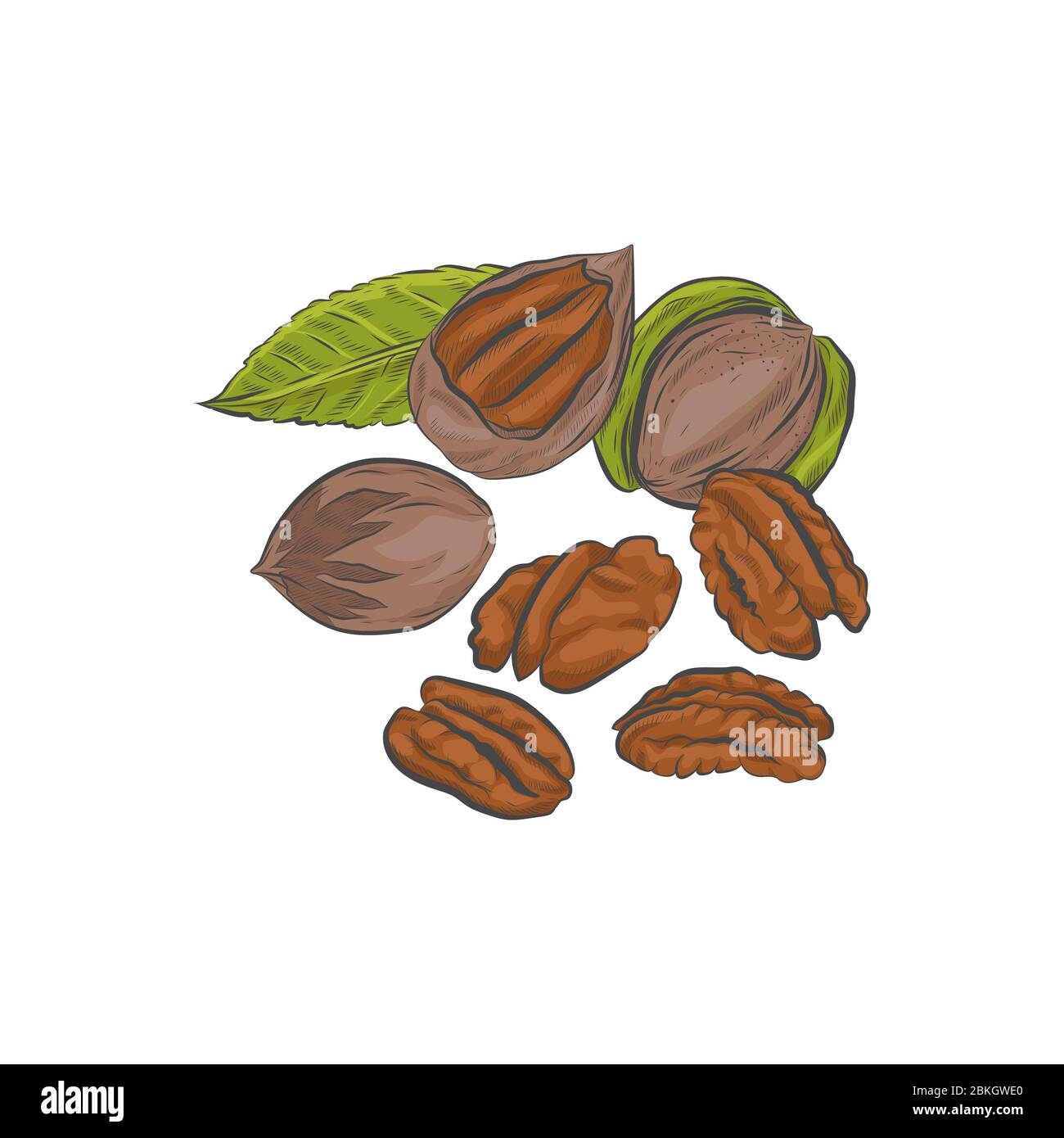 Pecan nuts in shell isolated on white background Stock Vector Image ...