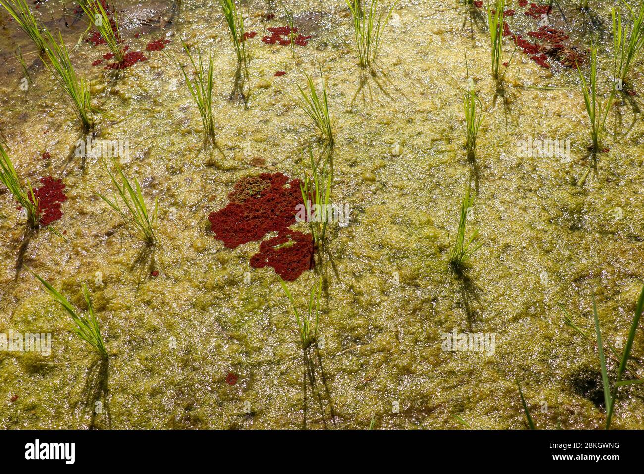 Close up of young rice seedlings planted in wet soil. Rice field ...