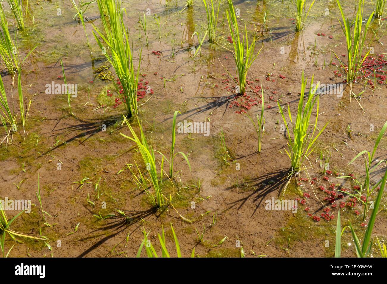 Close up of young rice seedlings planted in wet soil. Rice field ...