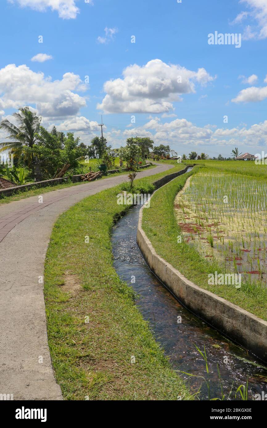 Irrigation canal called subak, a traditional way of bringing water to ...