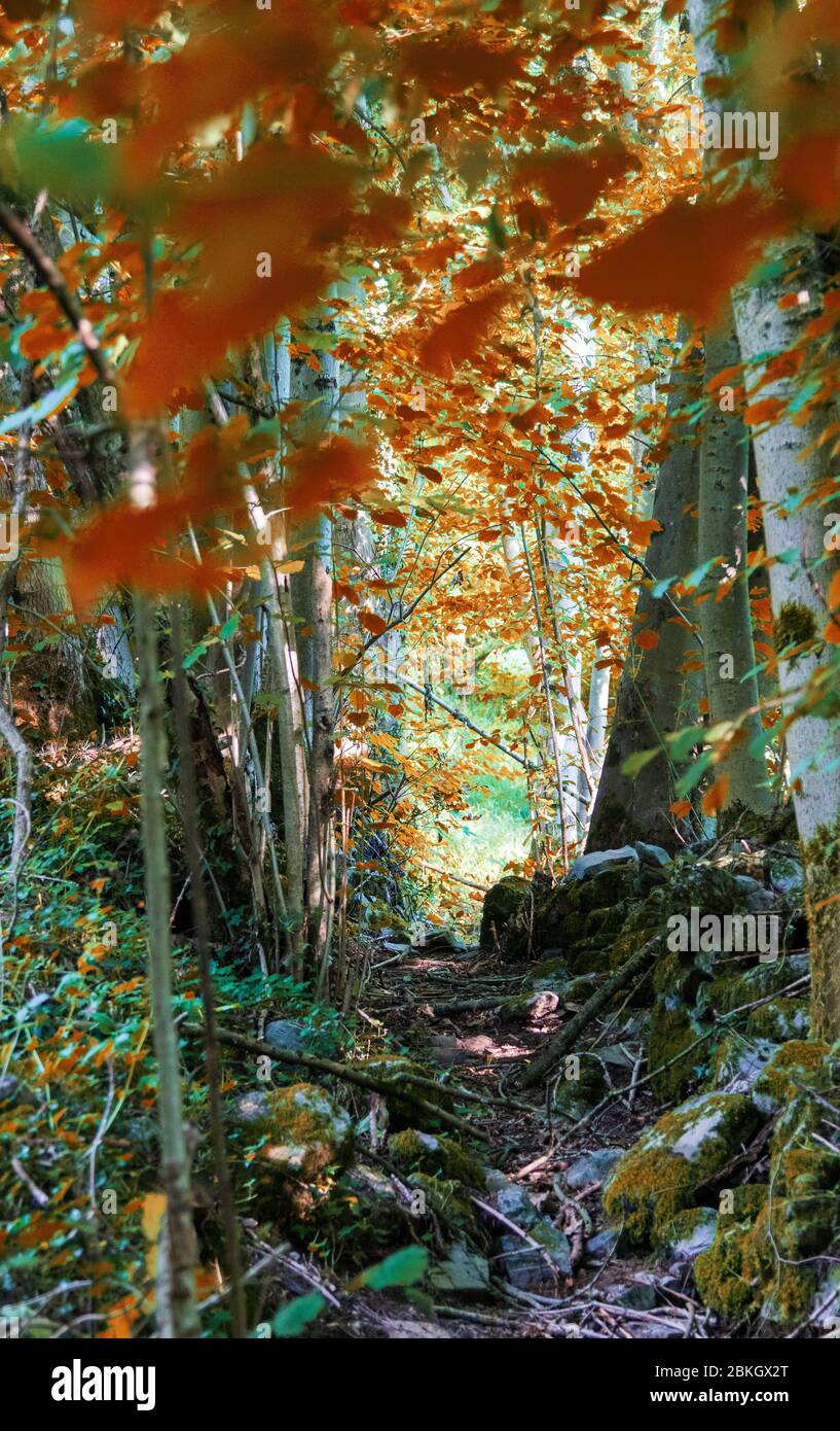 Alpine nature with the colors of autumn Stock Photo - Alamy