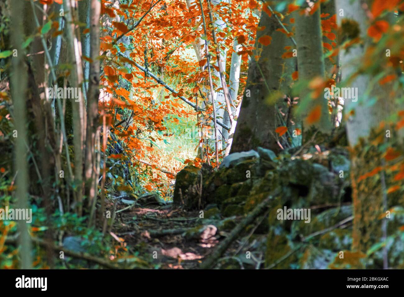 Alpine nature with the colors of autumn Stock Photo - Alamy