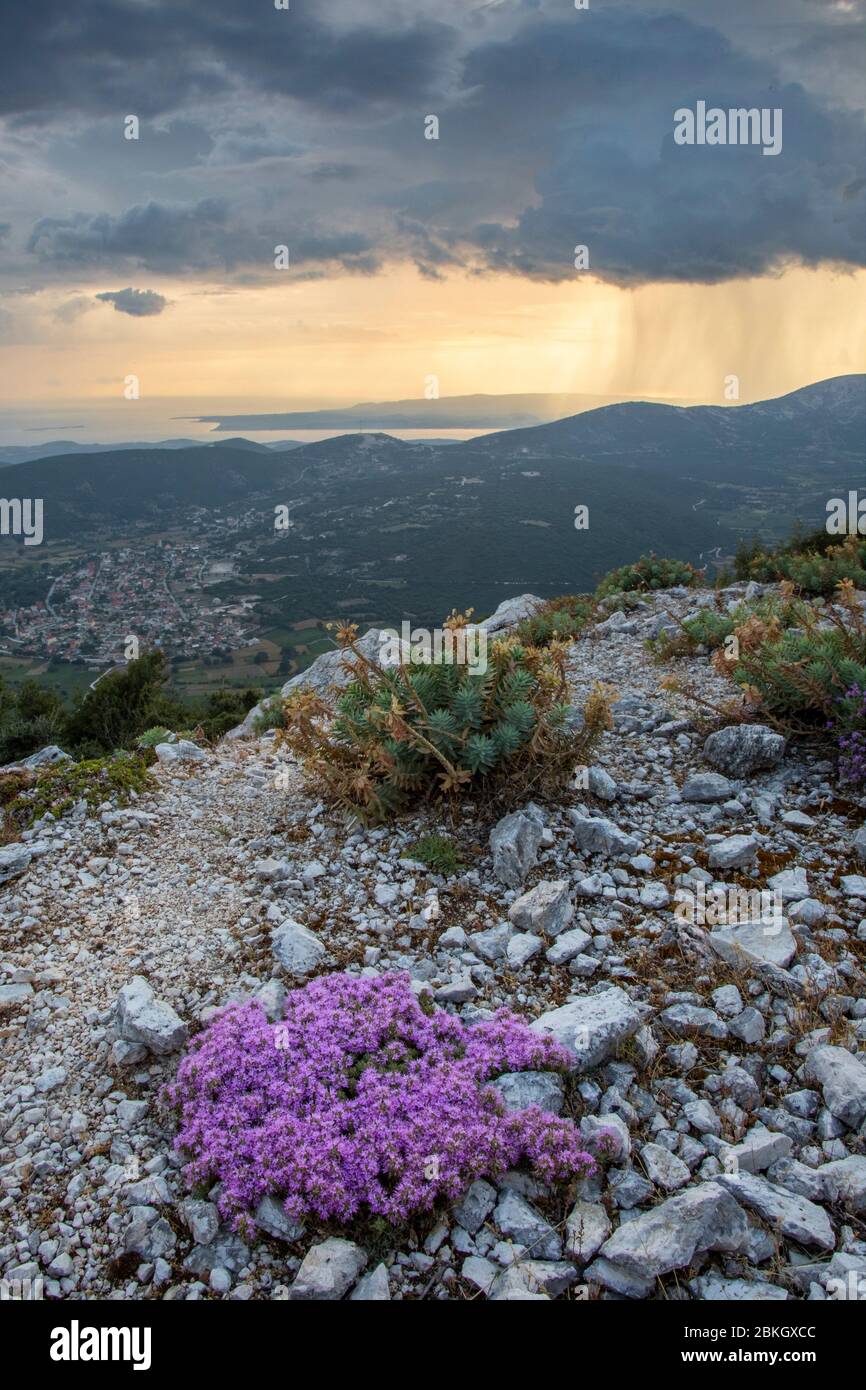 Greek wildflowers hi-res stock photography and images - Alamy