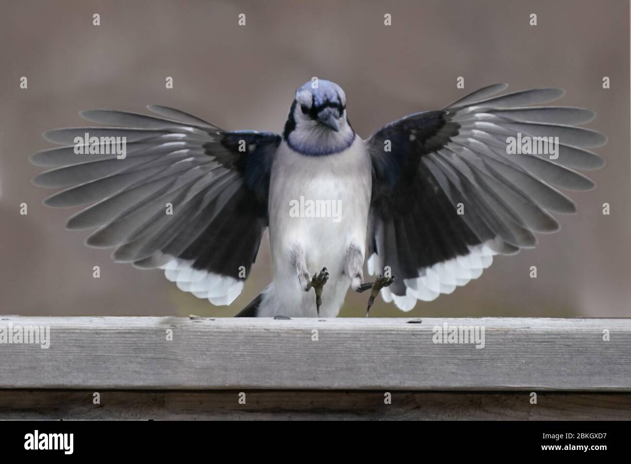 Gripping long feet and toes with claws hi-res stock photography and ...