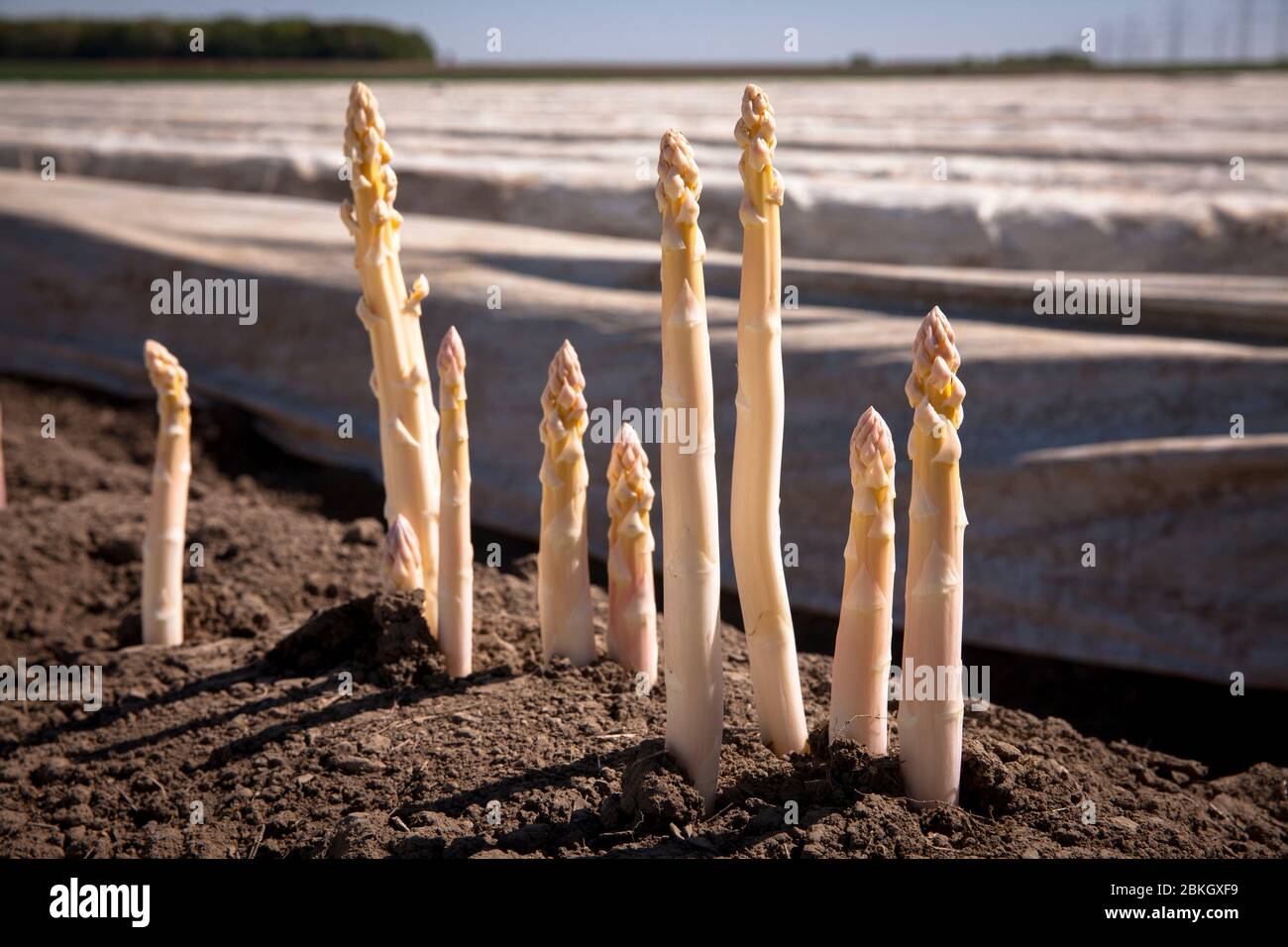 aspargus field near Bergheim, North Rhine-Westphalia, Germany ...