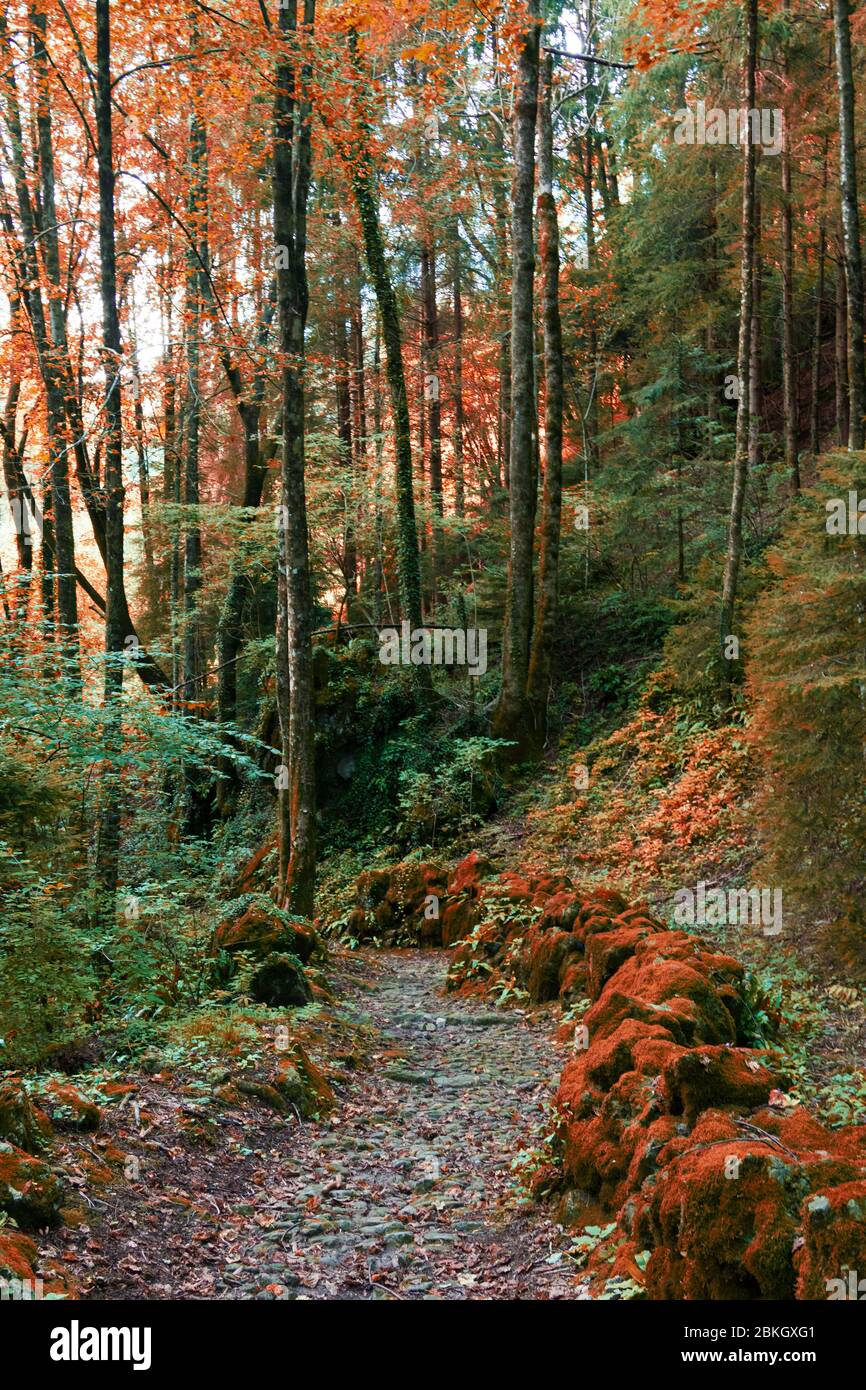 Alpine nature with the colors of autumn Stock Photo - Alamy