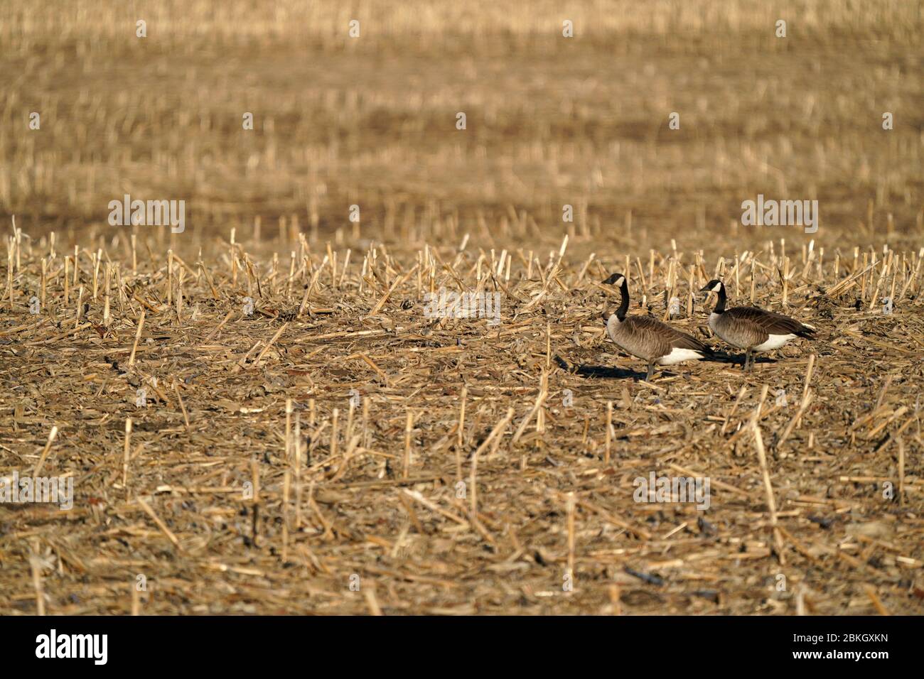 Canada Geese in flight over corn fields Stock Photo - Alamy