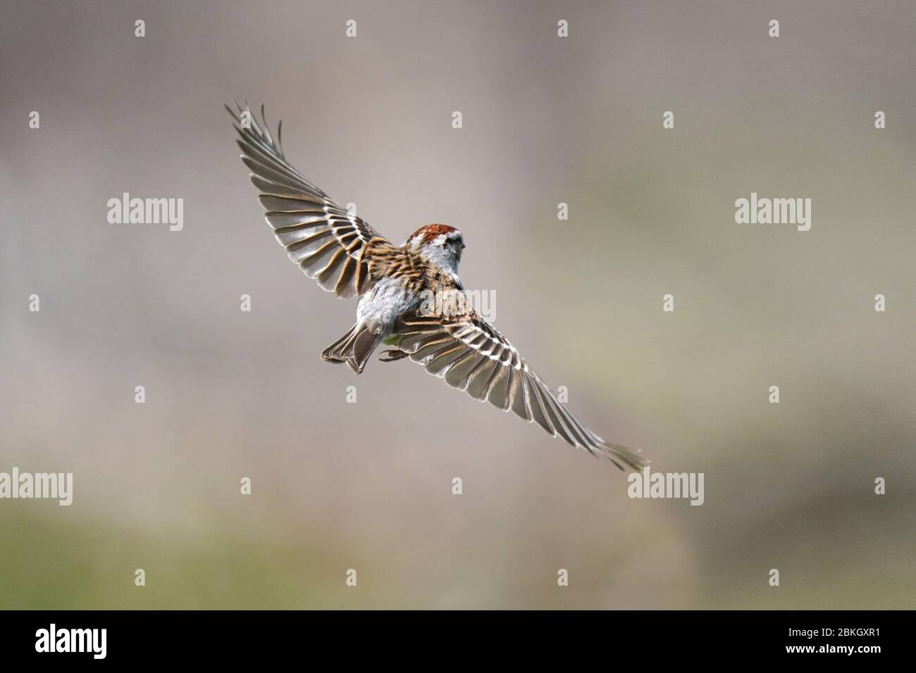 Wing Bird Speed Fast High Resolution Stock Photography and Images - Alamy