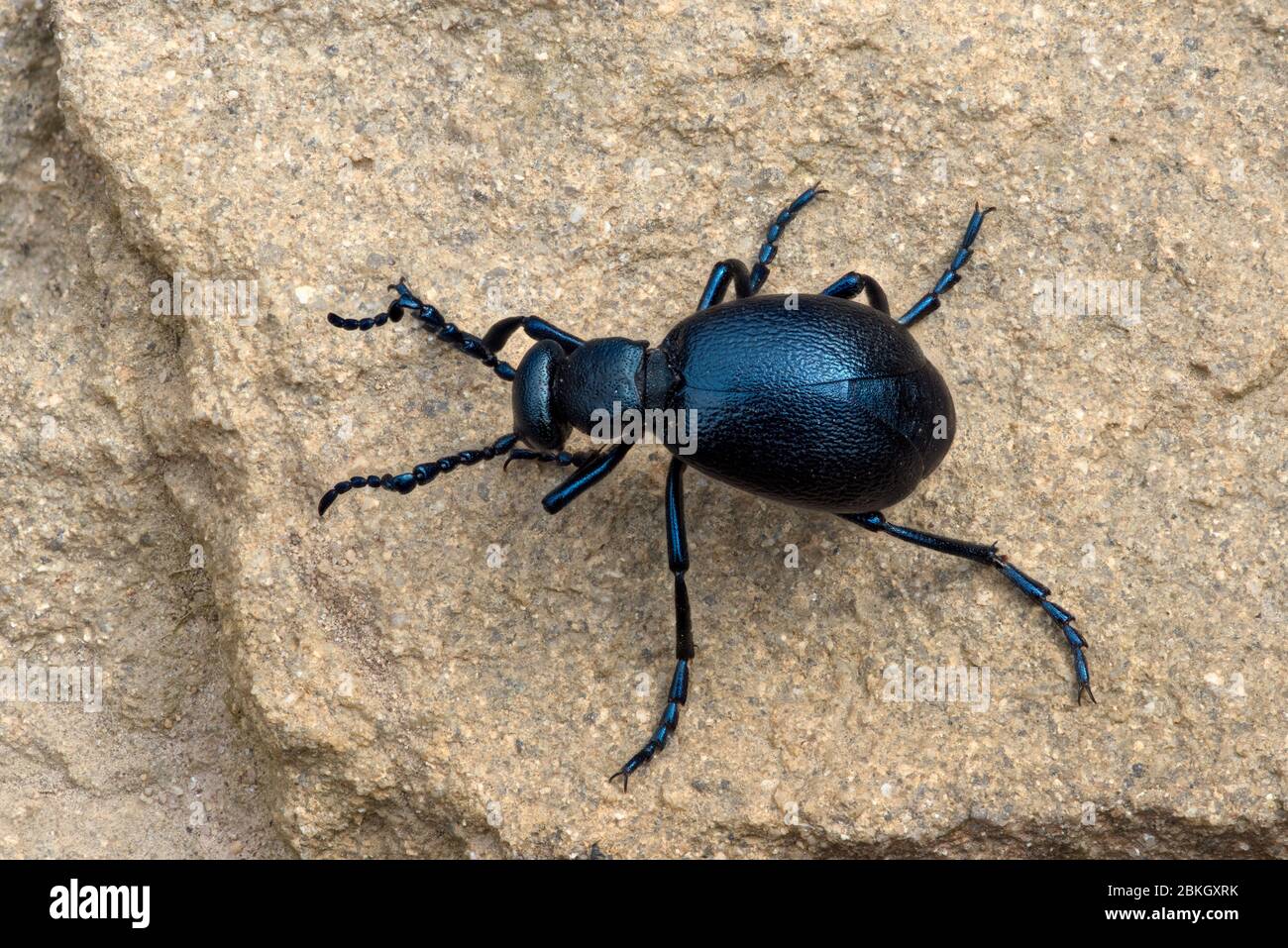 Violet Oil Beetle (Meloe violaceus), Peak District National Park, UK ...