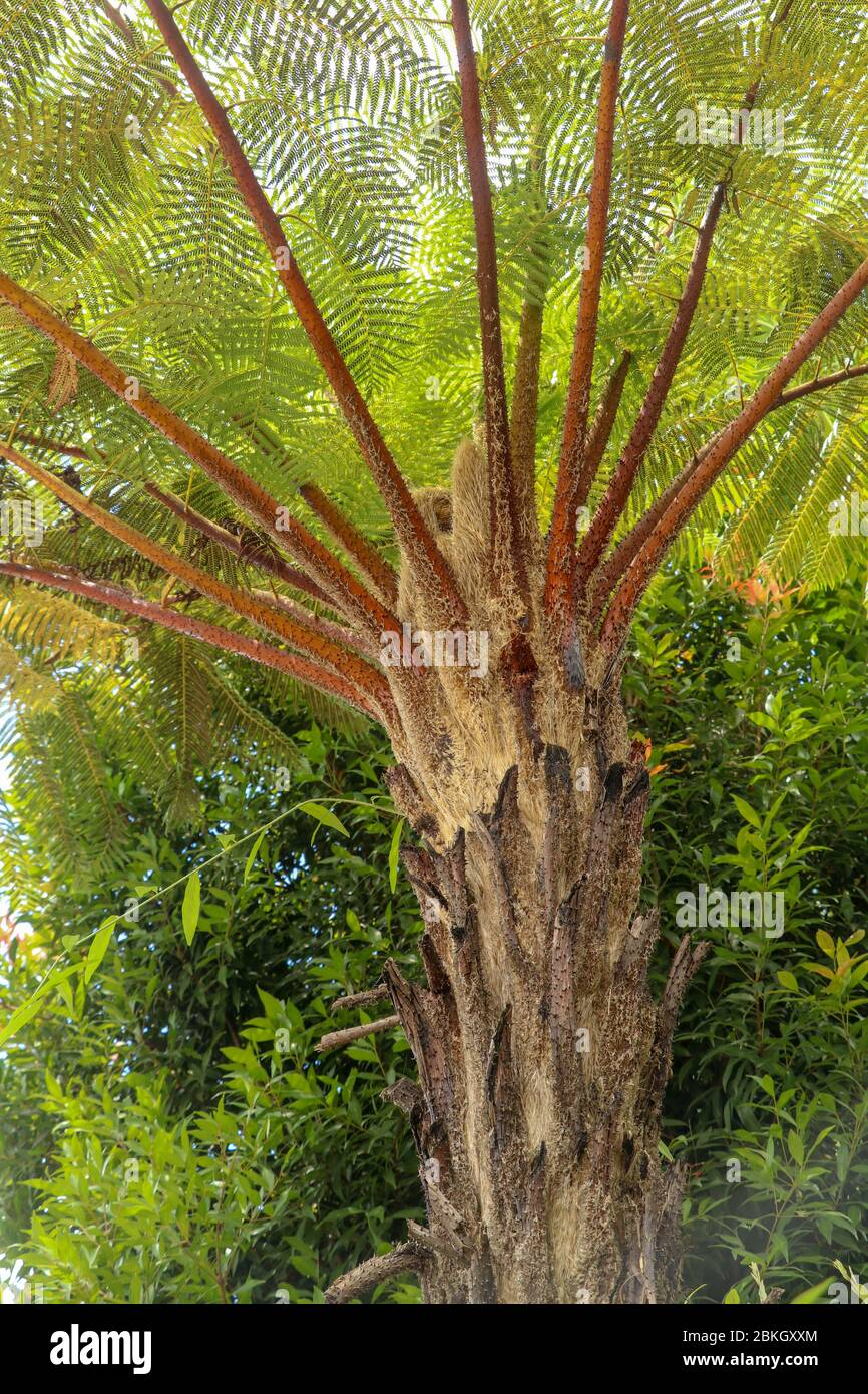 Helecho gigante hi-res stock photography and images - Alamy