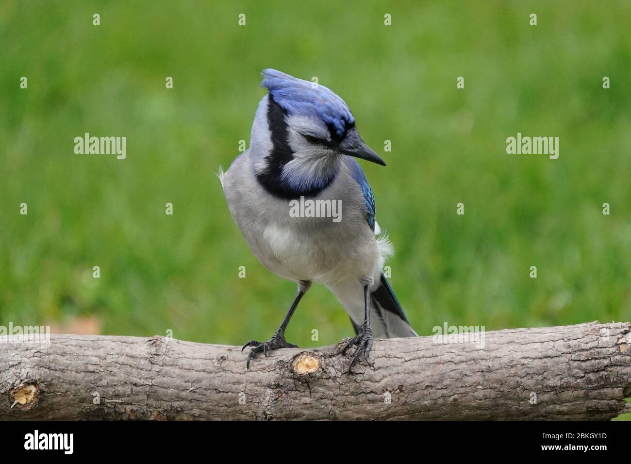 Long toes long claws hi-res stock photography and images - Alamy