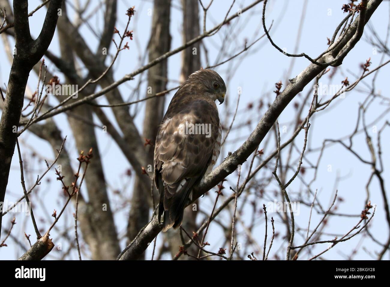 Broad Winged hawk in tree Stock Photo - Alamy