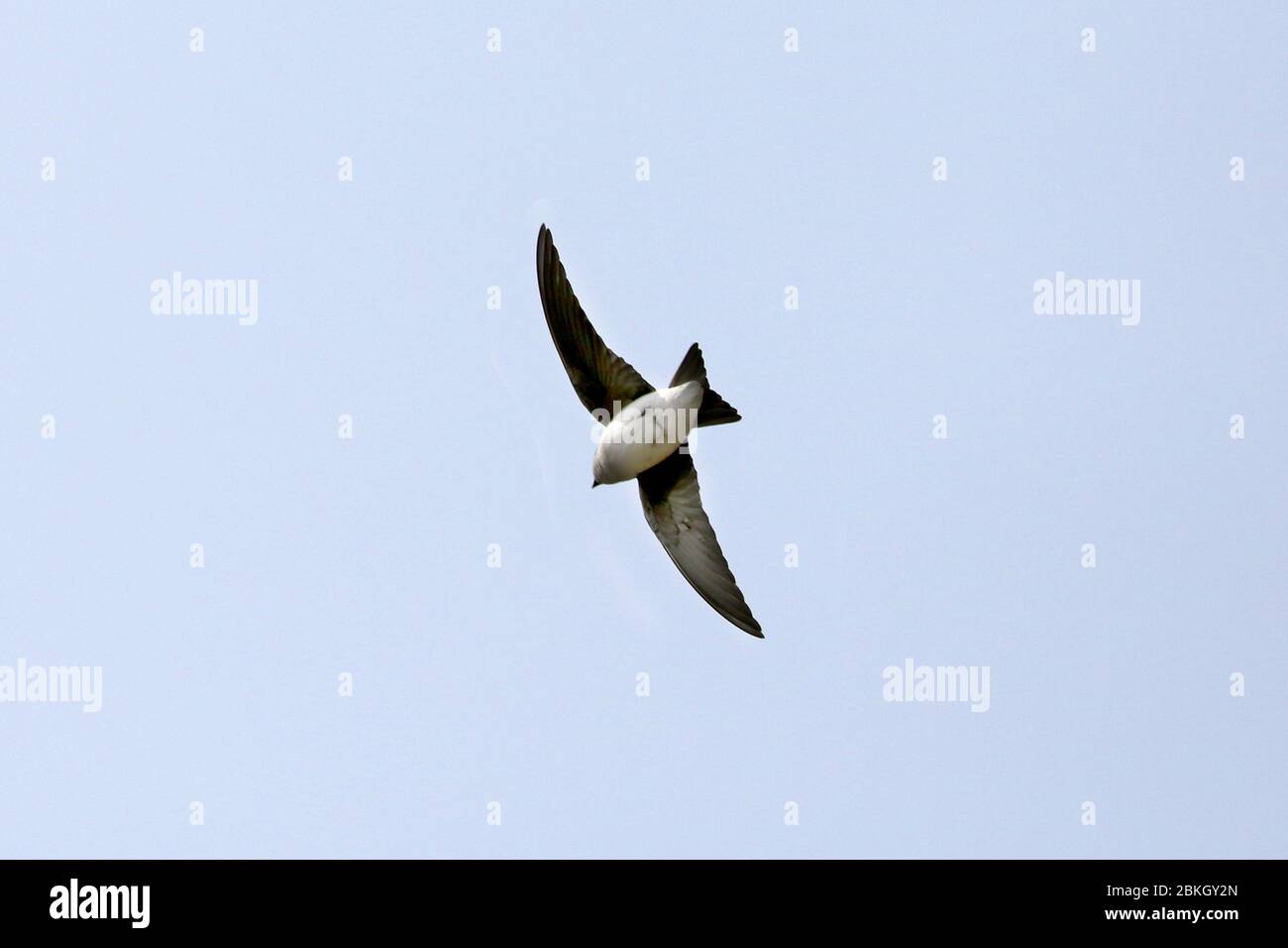White scapular feathes hi-res stock photography and images - Alamy