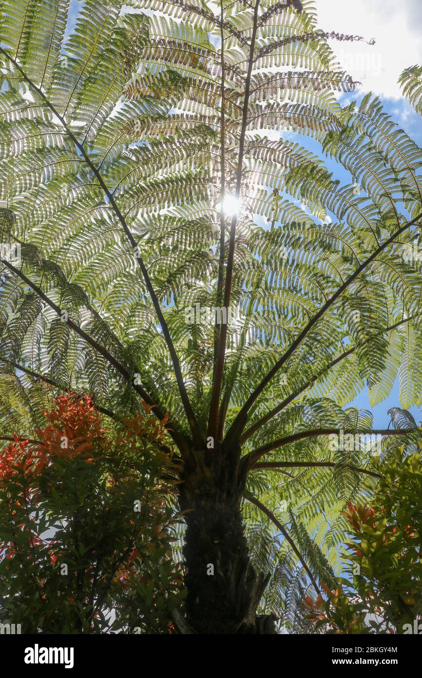 The midday sun shines through the crown of the tropical tree Cyathea ...