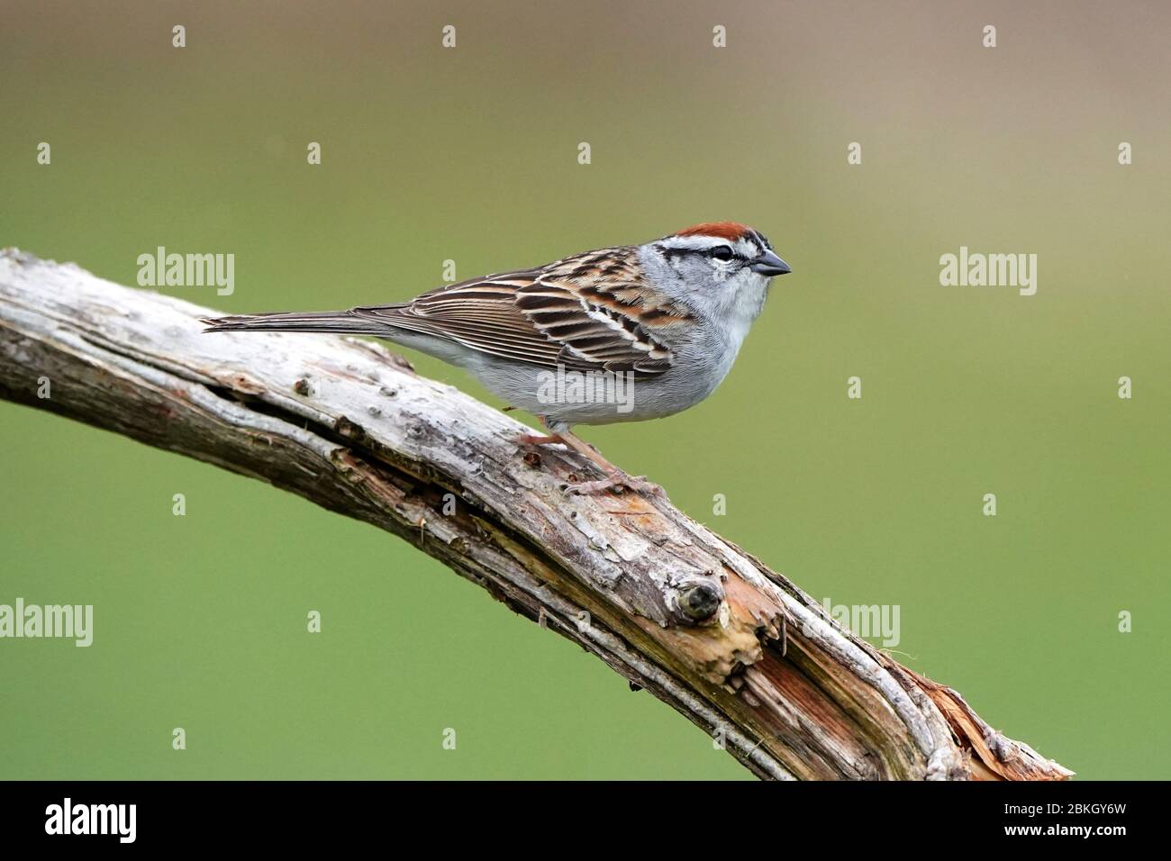 Wing Bird Speed Fast High Resolution Stock Photography and Images - Alamy