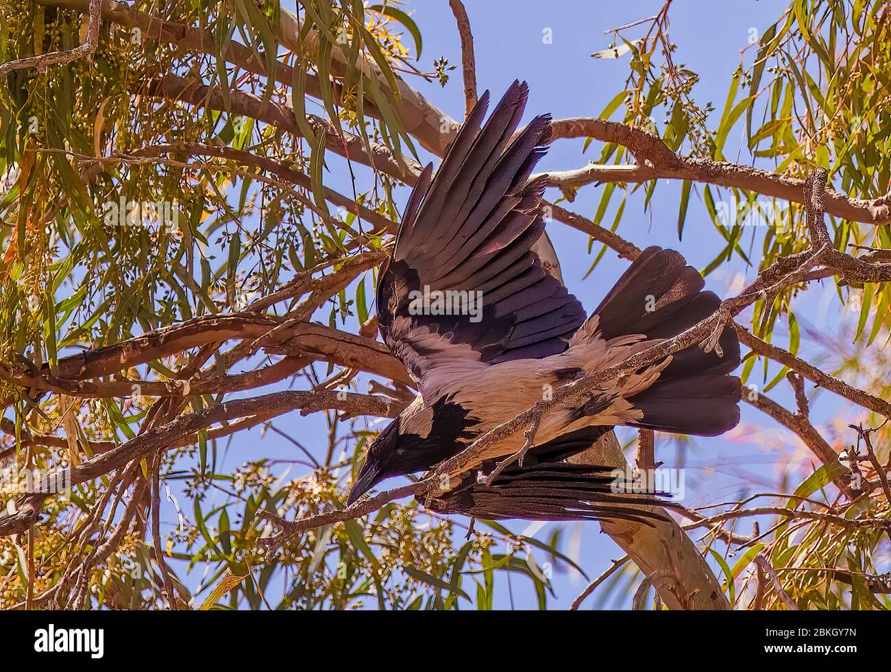 Black raven in the fog Stock Photo - Alamy