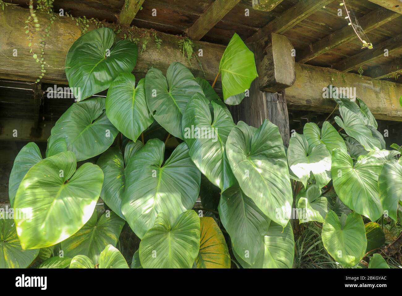 Tropical Anthurium plant growing wild in the garden. Green plant in the ...
